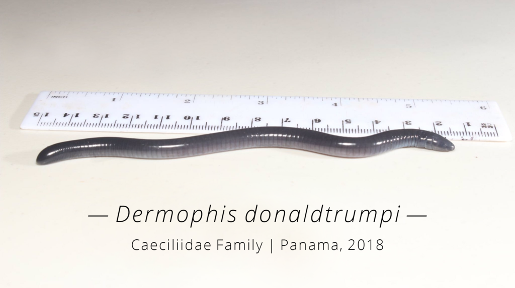 How Dermophis donaldtrumpi Got Its Name – Sustainaplot