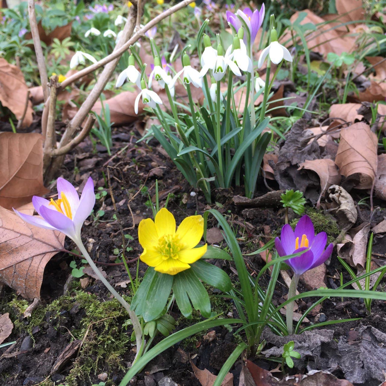 Nature Care Challenge | March 2021: Guerilla Gardening – Sustainaplot